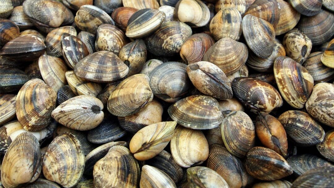 Sustainable management of mollusc culture | SmartAgriHubs